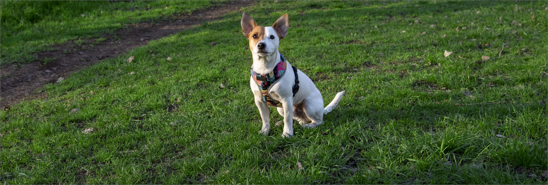 Our Services - Companions Forever